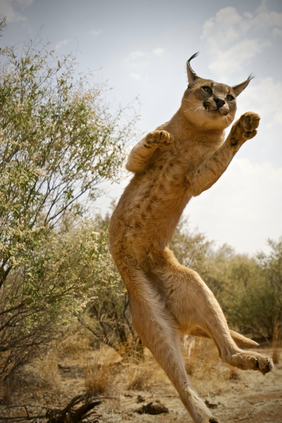 The Story of Cats (2016) | ČSFD.cz