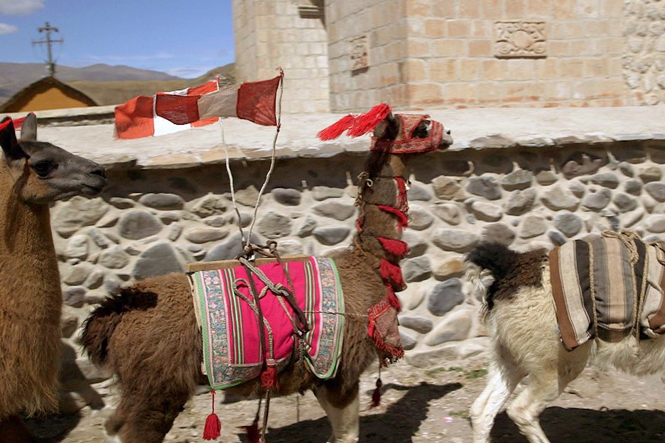 Le Retour des Camélidés (2015) | ČSFD.cz