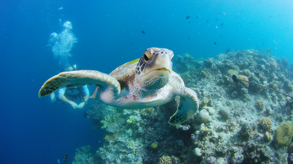 Wonders of the Great Barrier Reef with Iolo Williams (2018) | Creators ...