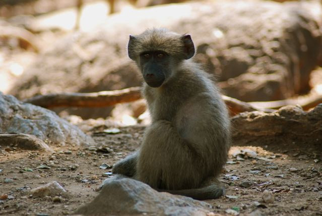 Affentheater - Paviane in Südafrika (2009) | ČSFD.cz