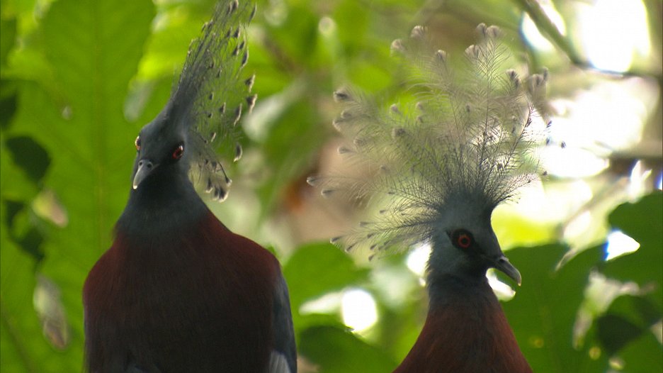 Die Schätze der Papua (2013) | ČSFD.cz