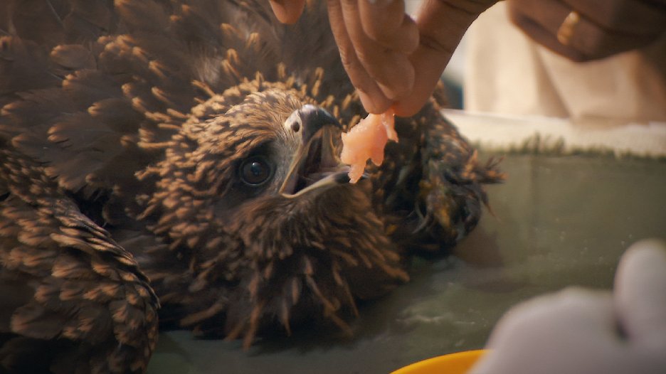 Záchrana zvířat z džungle (2020) | ČSFD.cz