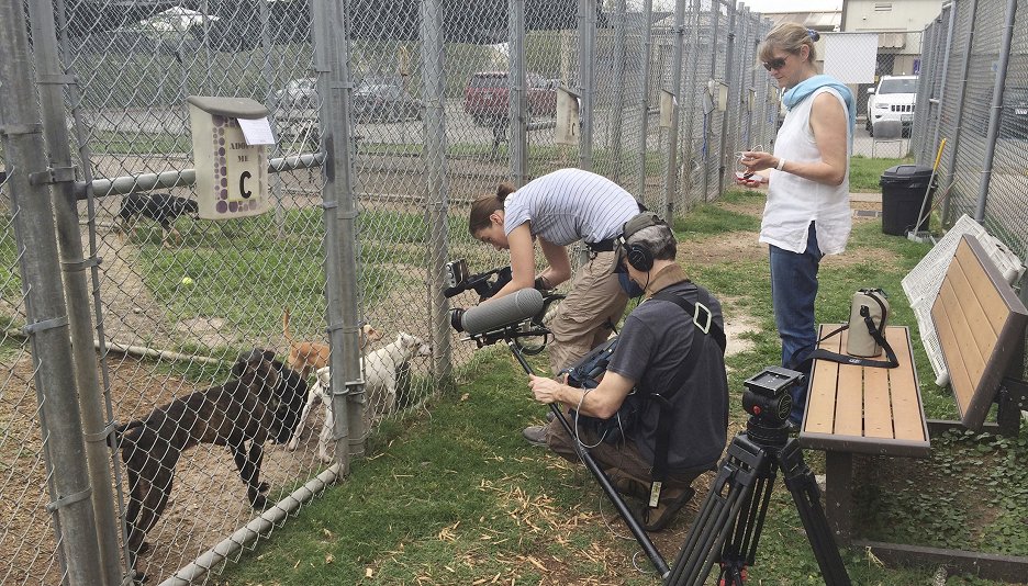 Die Hunderetter - Mit 280 Pfoten durch Amerika (2015) | ČSFD.cz
