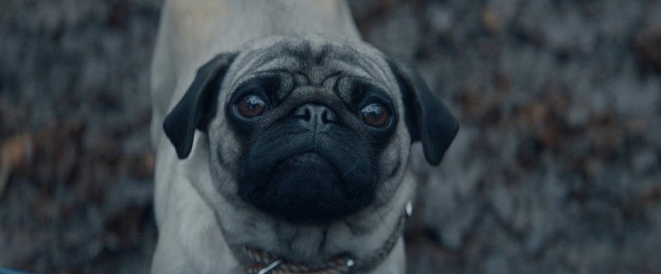 Bertie (2018) | ČSFD.cz