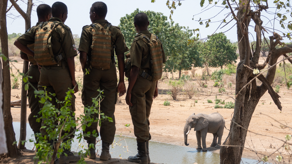 Akashinga: Statečné strážkyně (2020) | ČSFD.cz