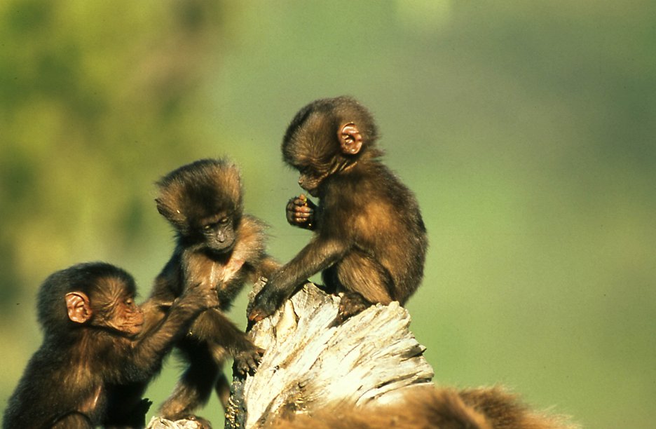 Das Leben der Säugetiere - The Social Climbers (E09) (2003) | ČSFD.cz