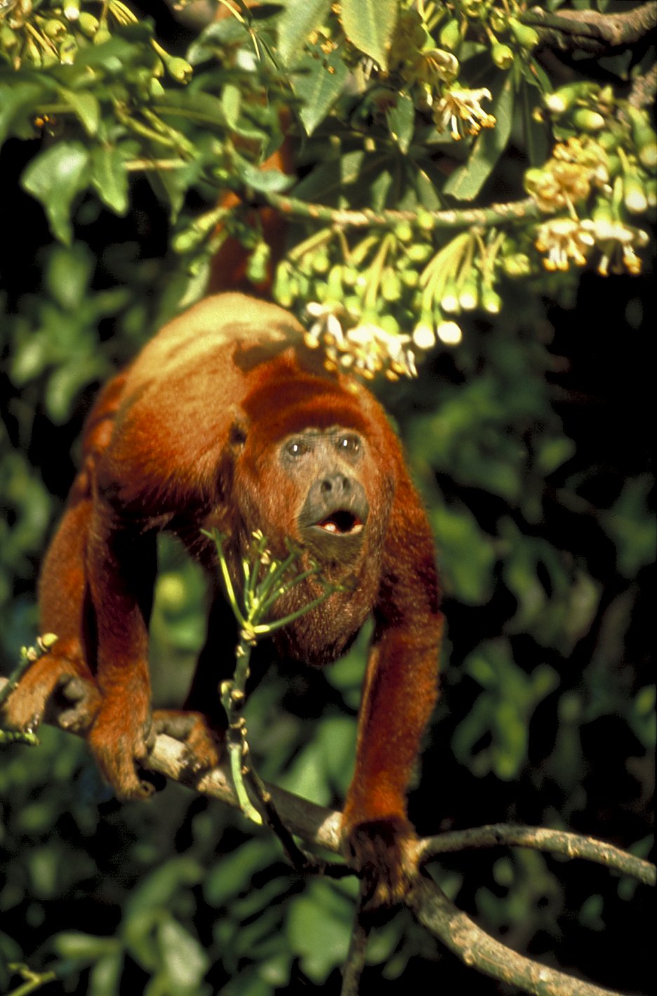 Das Leben der Säugetiere - The Social Climbers (E09) (2003) | ČSFD.cz