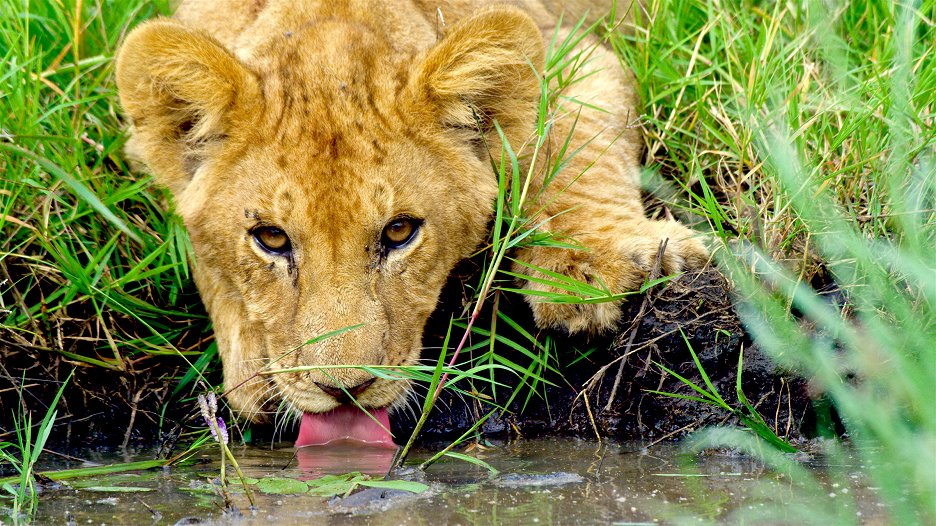 Sestry ze savany (2018) | ČSFD.cz