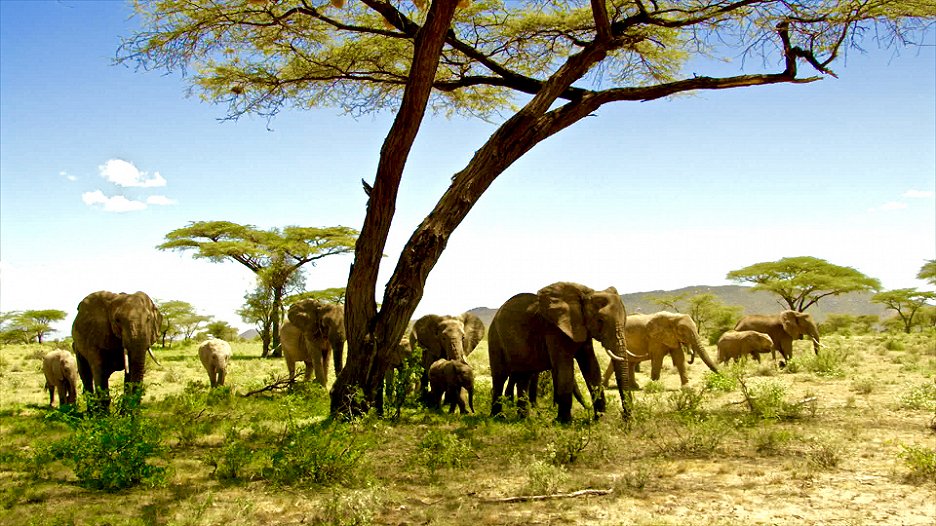 Sestry ze savany (2018) | ČSFD.cz