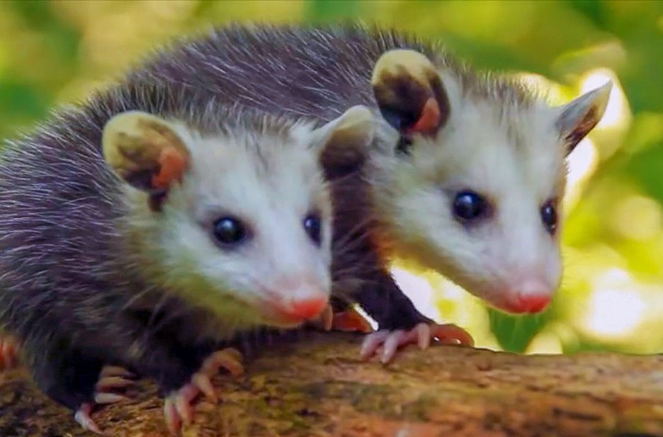 Zvířecí úklidová četa (2020) | ČSFD.cz