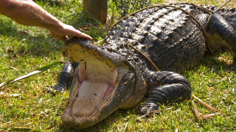 Swamp Men (2010) | ČSFD.cz