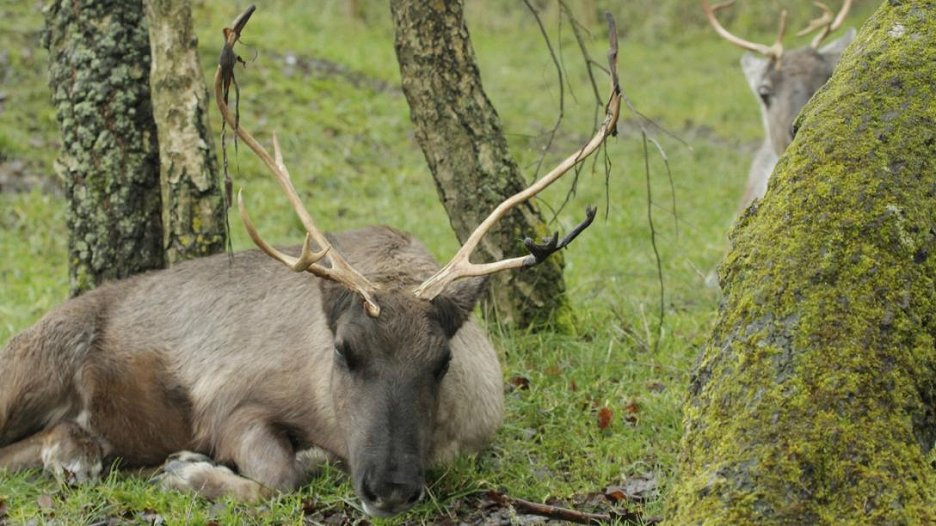 Anna und die wilden Tiere - Hat das Rentier eine rote Nase? (E12) (2015 ...