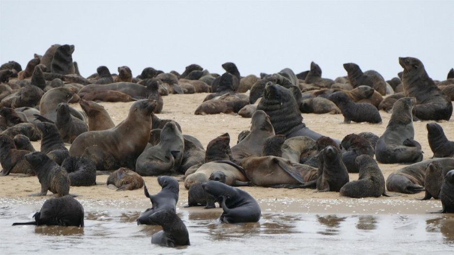 Anna und die wilden Tiere - Wie robben Seebären? (E40) (2017) | ČSFD.cz