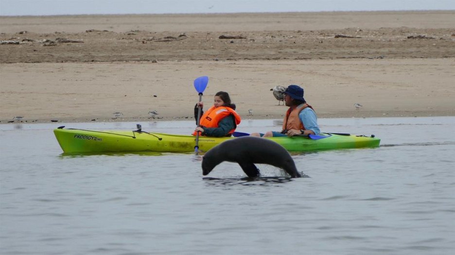 Anna und die wilden Tiere - Wie robben Seebären? (E40) (2017) | ČSFD.cz