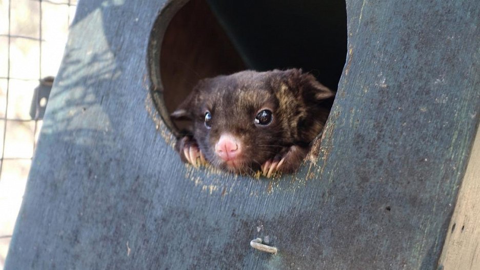 Anna und die wilden Tiere - Sammy, der coole Gleitbeutler (E70) (2019 ...