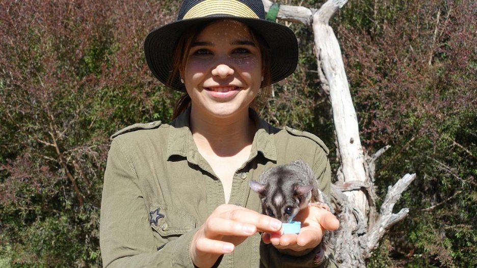 Anna und die wilden Tiere - Sammy, der coole Gleitbeutler (E70) (2019 ...