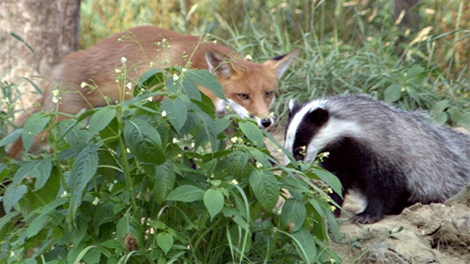 Paula und die wilden Tiere - Wo wohnt der Dachs? (E23) (2013) | ČSFD.cz