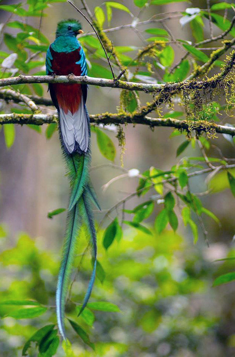 Serpiente Emplumada (2019) | ČSFD.cz