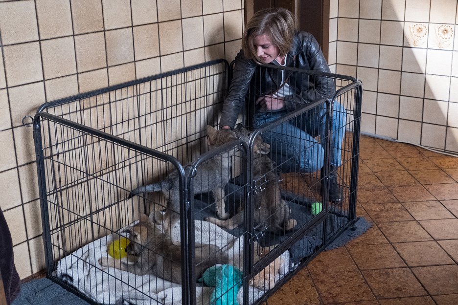 SOKO Hamburg - Schäferstündchen (S03E06) (2021) | ČSFD.cz