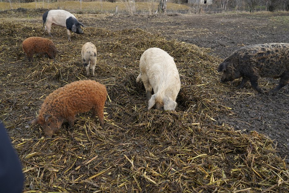 Schweinespeck & Schnepfendreck - Sautanz im Burgenland (2020) | ČSFD.cz