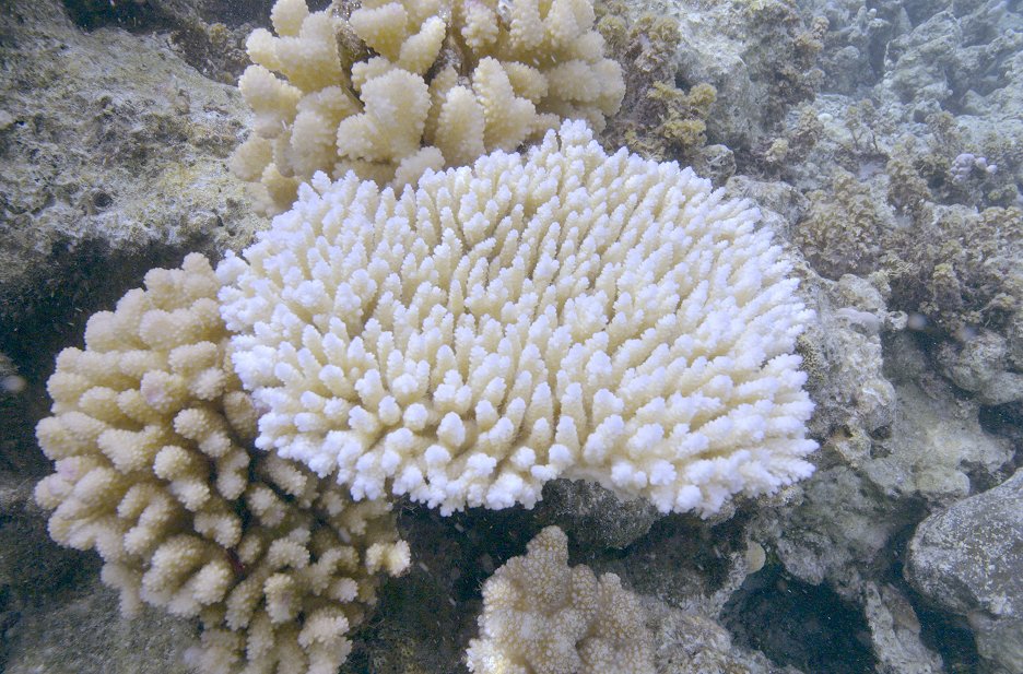 Reef Rescue (2019) | ČSFD.cz