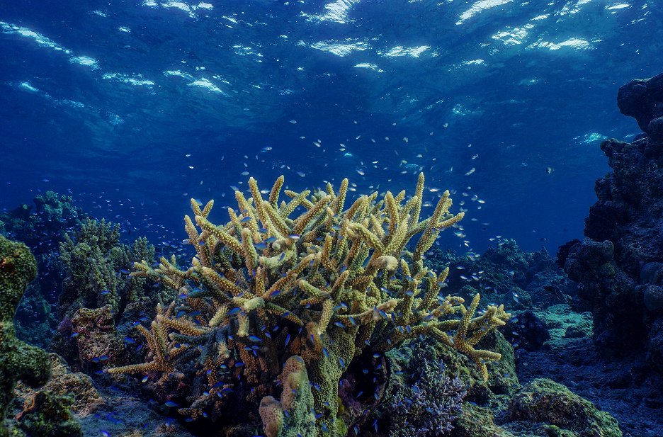 Australia's Ocean Odyssey: A Journey Down the East Australian Current ...