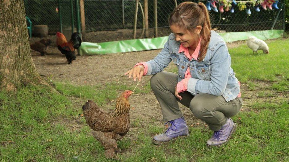 Anna und die Haustiere - Huhn (E39) (2016) | ČSFD.cz