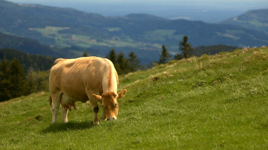Frühling auf der Alm (2018) | ČSFD.cz