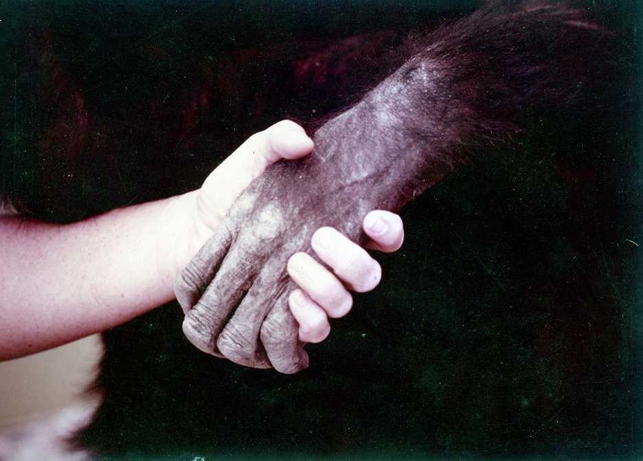 Lucy the Human Chimp (2021) | ČSFD.cz