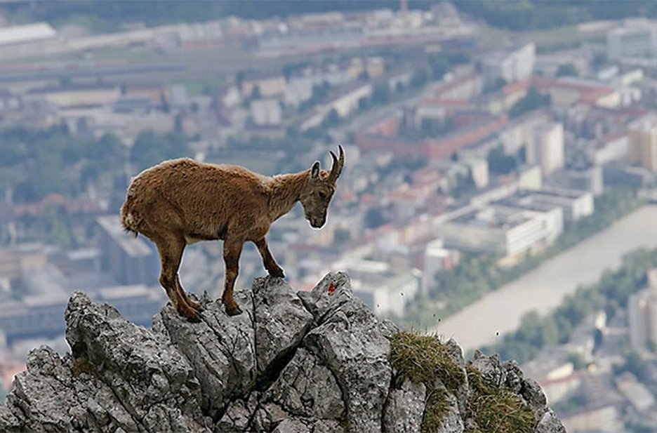 Wildes Innsbruck - Zwischen Moderne und alpiner Wildnis (2019) | ČSFD.cz
