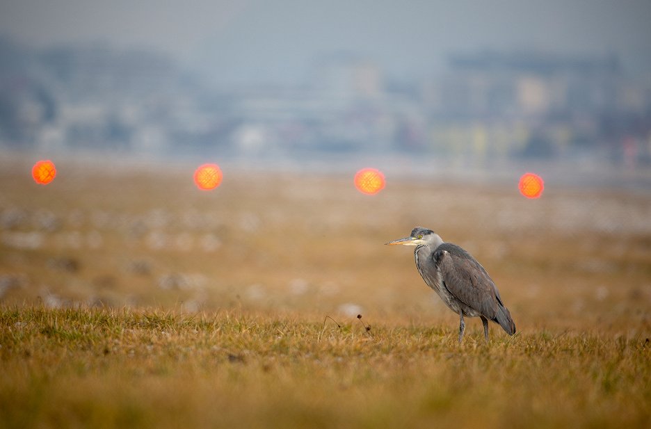 Wildes Innsbruck - Zwischen Moderne und alpiner Wildnis (2019) | ČSFD.cz
