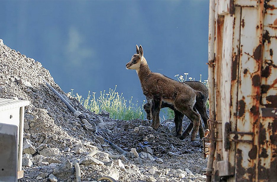 Wildes Innsbruck - Zwischen Moderne und alpiner Wildnis (2019) | ČSFD.cz