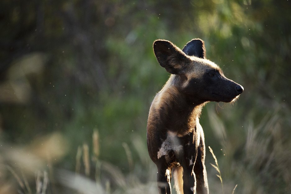 Growing Up Animal - A Baby Wild Dog's Story (E04) (2021) | ČSFD.cz