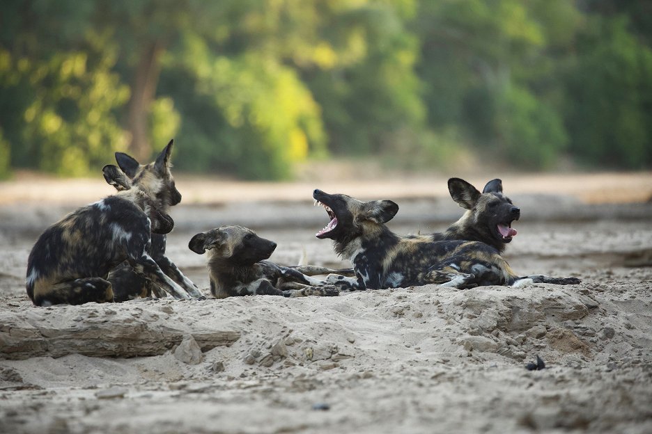 Growing Up Animal - A Baby Wild Dog's Story (E04) (2021) | ČSFD.cz