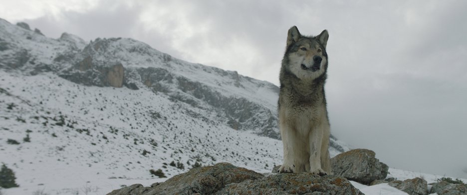 Mavzer (2020) | ČSFD.cz