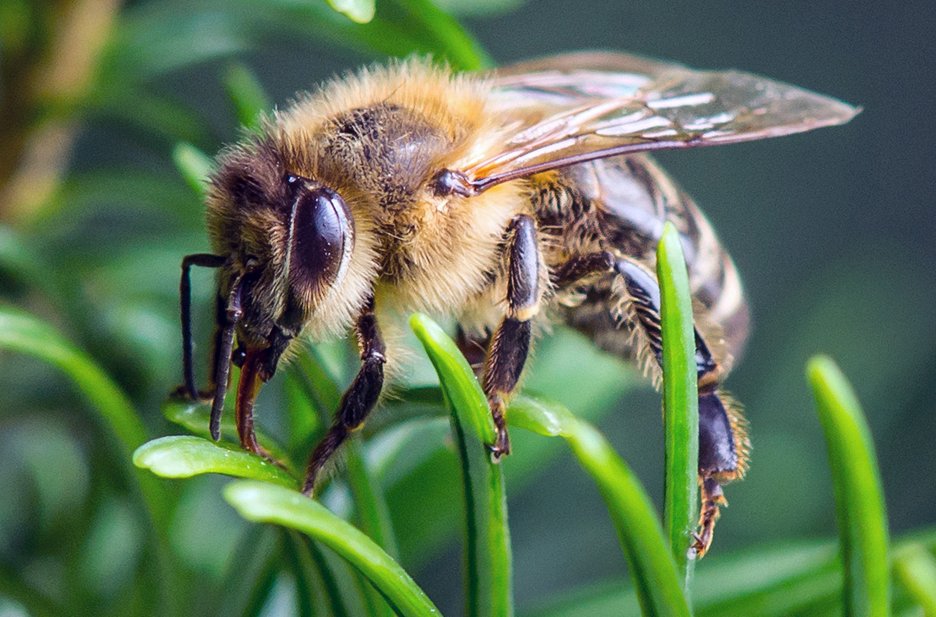 Divoké včely (2021) | ČSFD.cz