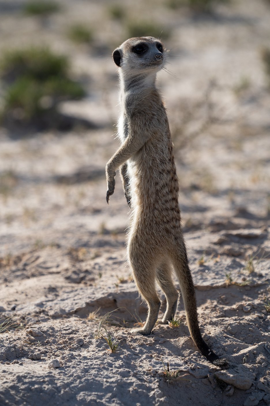 Království surikat: Vzestup dynastie (2021) | ČSFD.cz