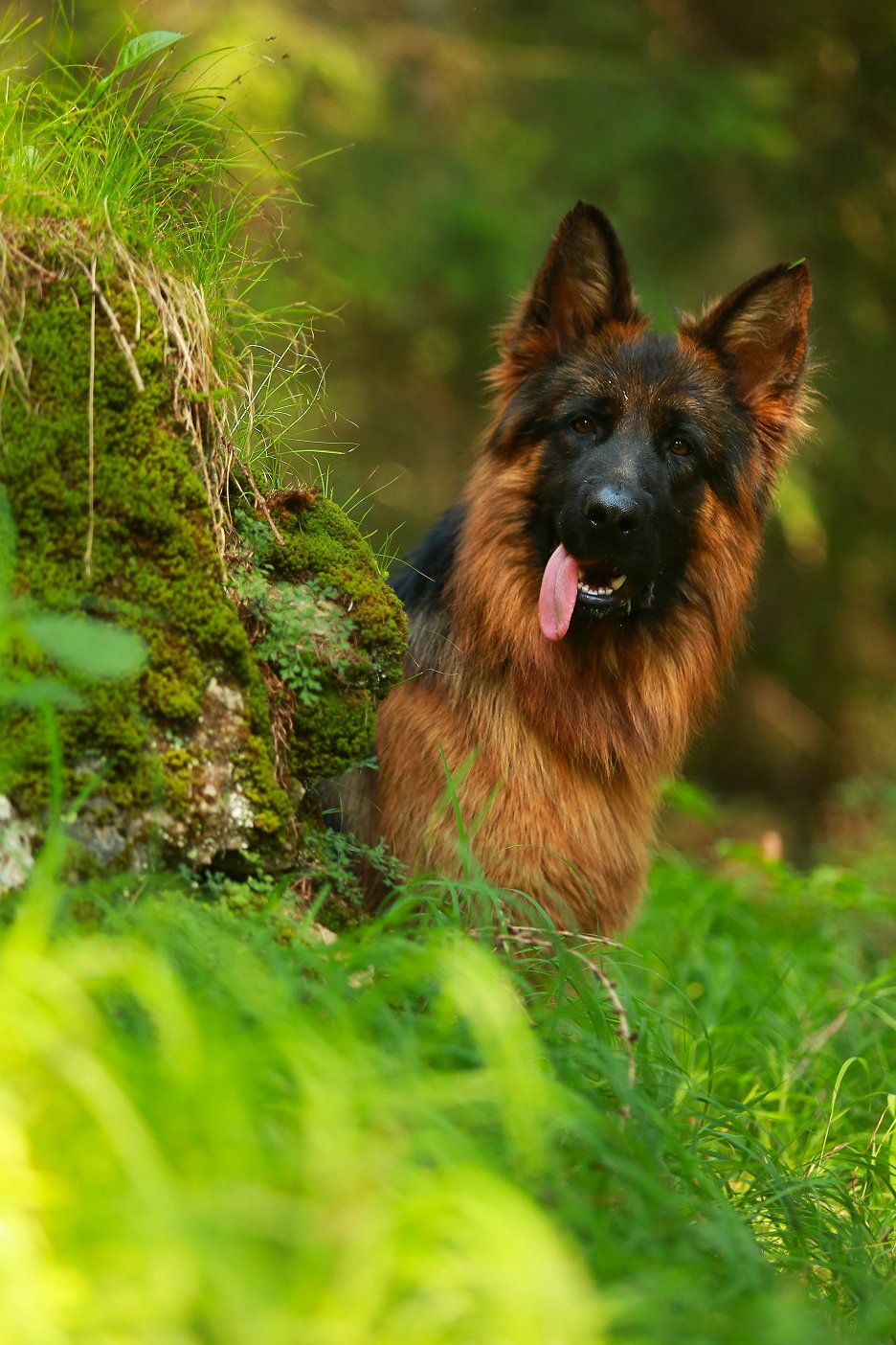 Robin (2021) | ČSFD.cz