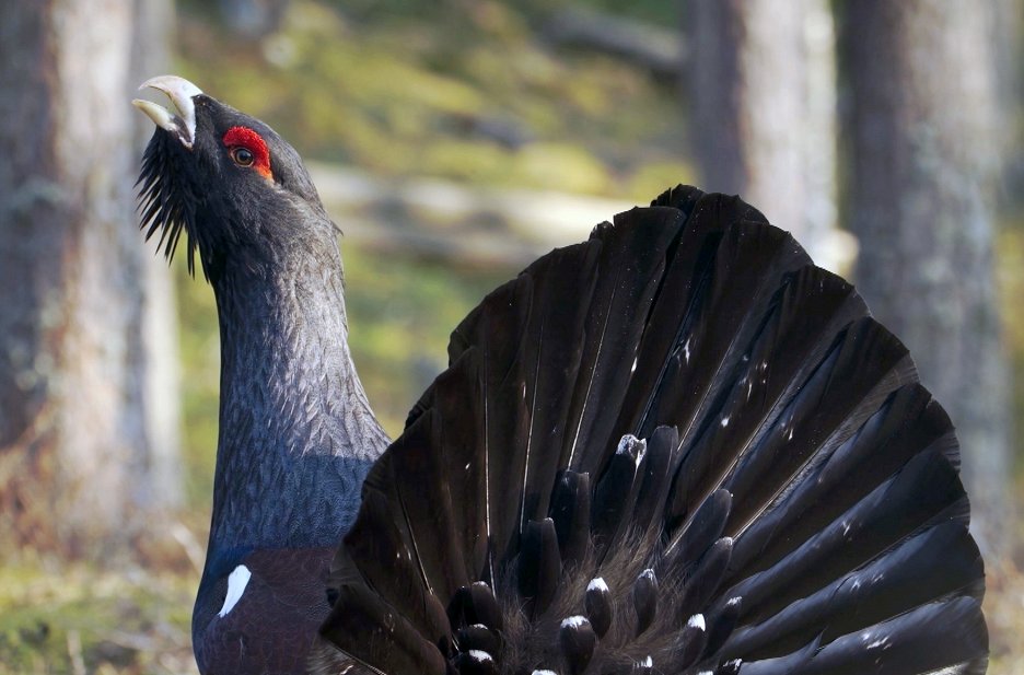 Evropská divočina - Tetřev hlušec (S02E02) (2022) | ČSFD.cz