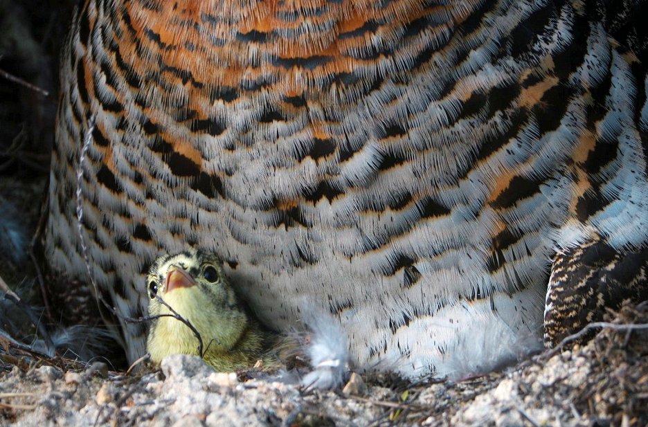 Evropská divočina - Tetřev hlušec (S02E02) (2022) | ČSFD.cz