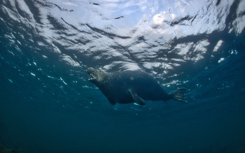 Príbeh tuleňa (2020) | ČSFD.cz