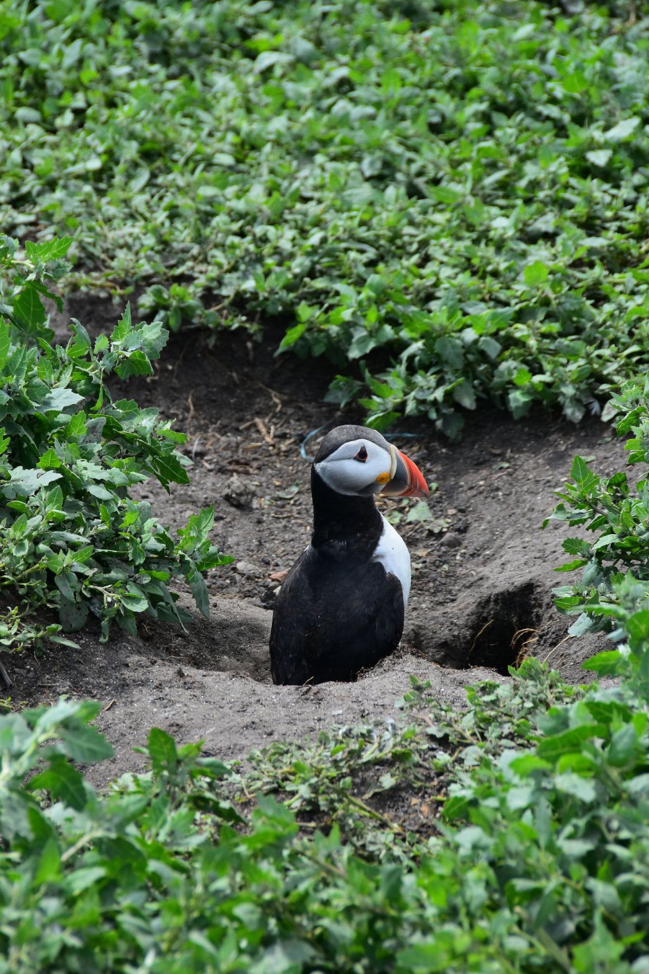 Príbeh tuleňa (2020) | ČSFD.cz
