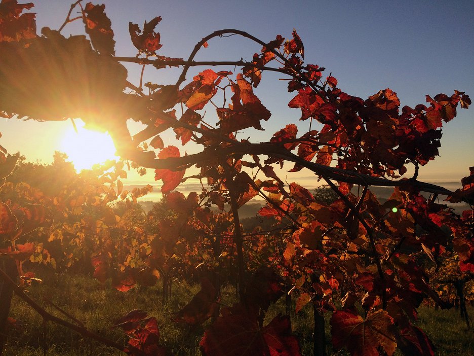 Blaue Reben - Grünes Gold. Das Schilcherland (2018) | ČSFD.cz