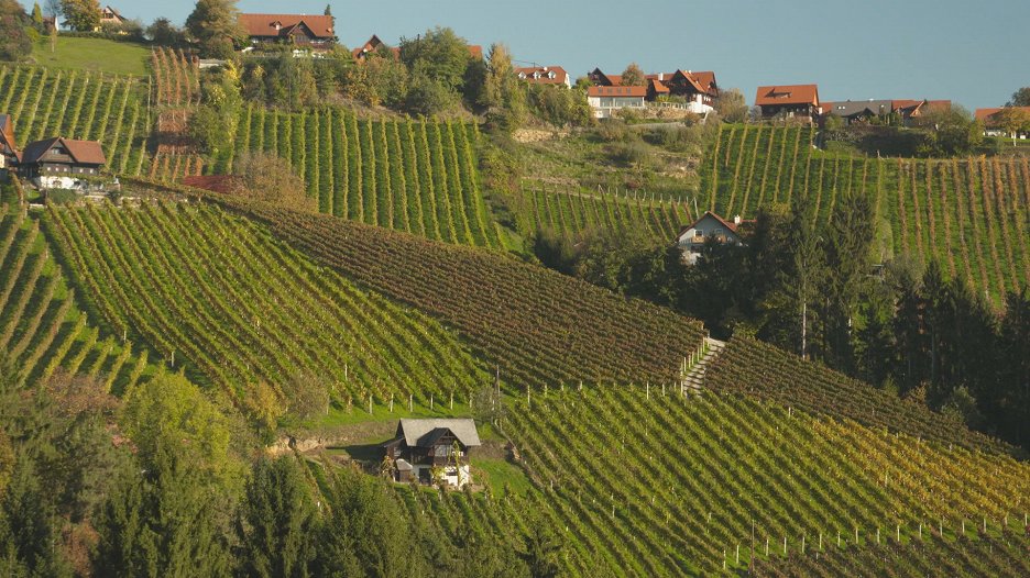 Blaue Reben - Grünes Gold. Das Schilcherland (2018) | ČSFD.cz