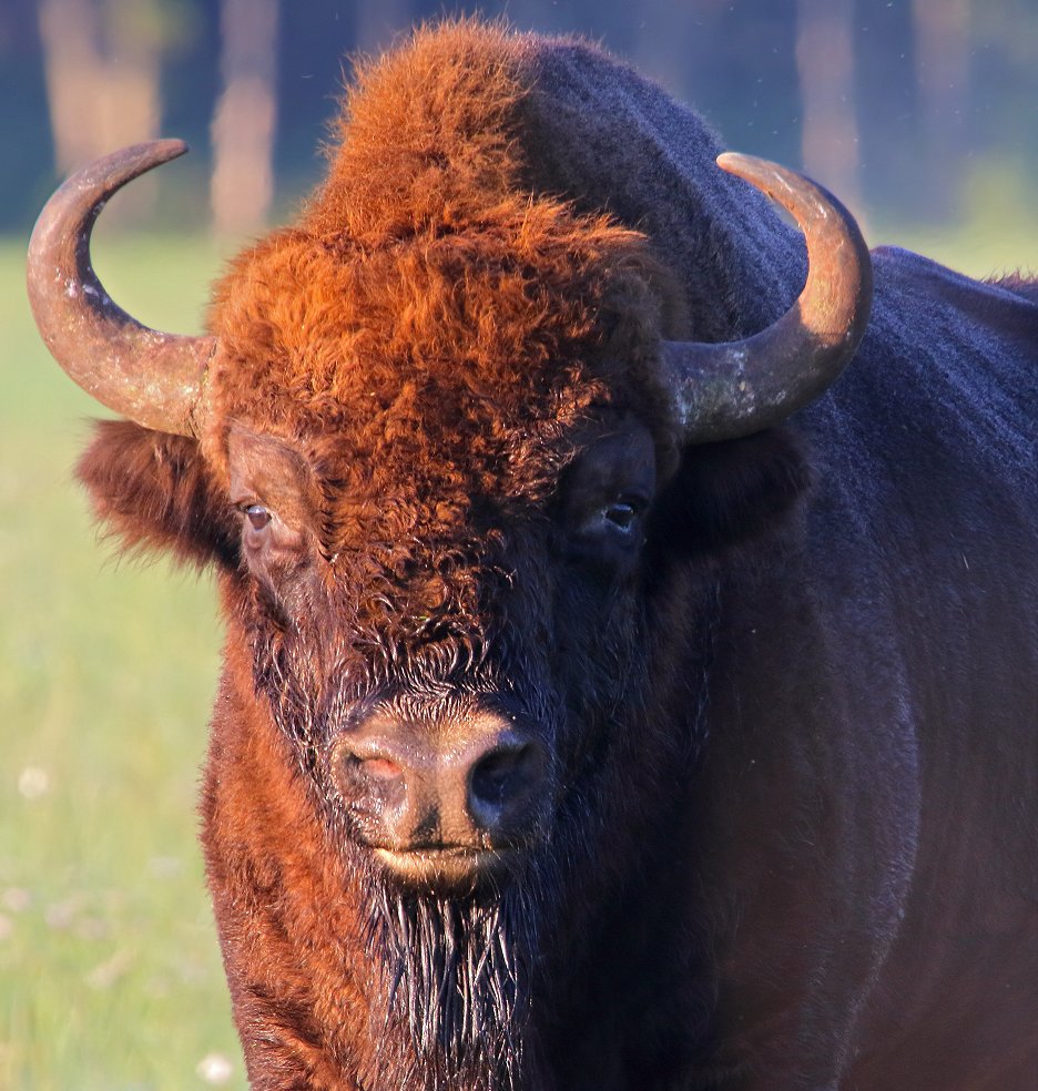 European Bison - Knight of the Old Forest (2020) | Cinematheque | ČSFD.cz