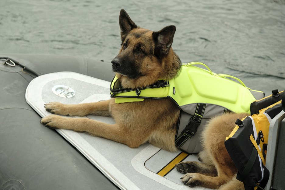 Hudson a Rex - Rex Marks the Spot (S04E03) (2021) | ČSFD.cz