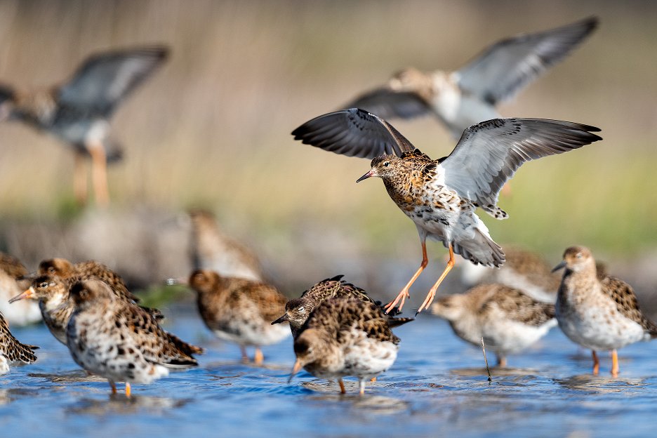 Universum: Zugvögel - Ein Jahr vergeht im Flug (2022) | ČSFD.sk