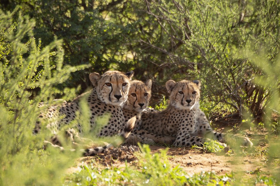 Gepardi a já (2021) | ČSFD.cz