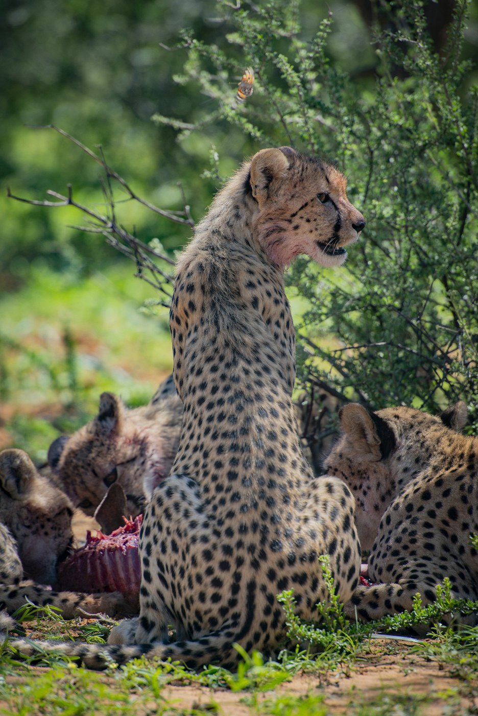 Gepardi a já (2021) | ČSFD.cz