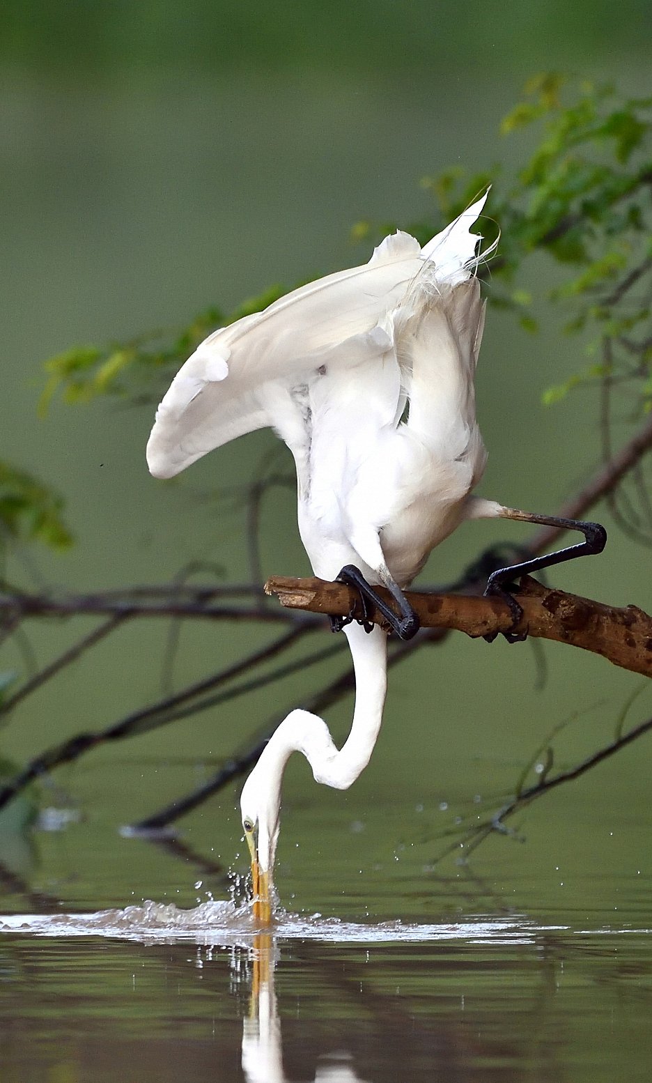 Amazonka východu (2016) | ČSFD.cz